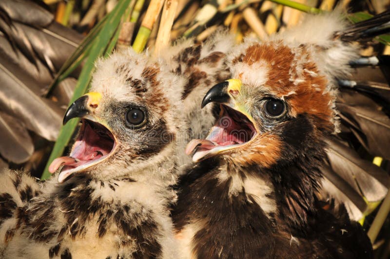 Circus pygargus stock photo. Image of autumn, portrait - 29870946