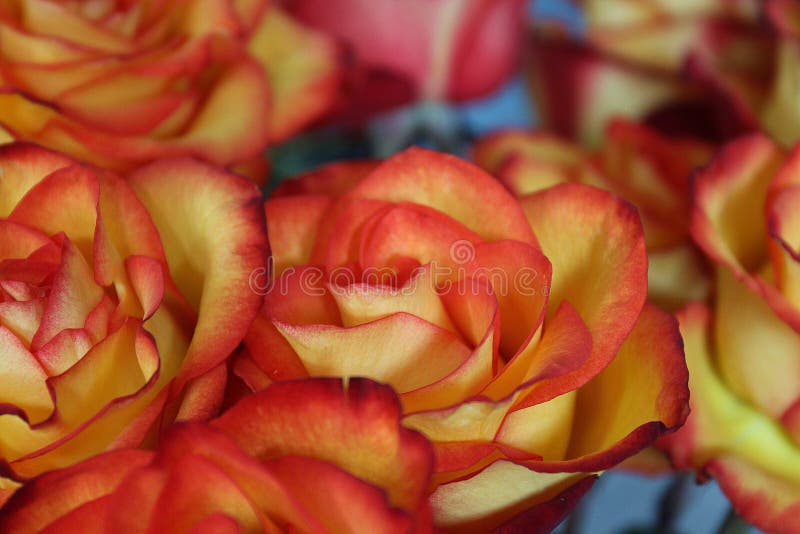 Circus Roses - Yellow Flowers with Orange and Red Tips Stock Image ...