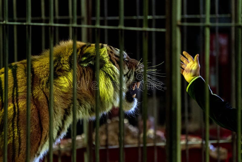 Circus Tiger in a Cage with Tamer Show Time Stock Illustration ...