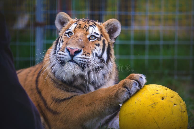 Circus caged tiger stock photo. Image of aggression - 144084766