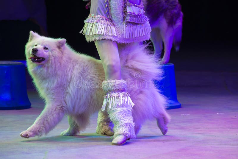 A circus trained dog shows stock image. Image of entertainment - 335436691