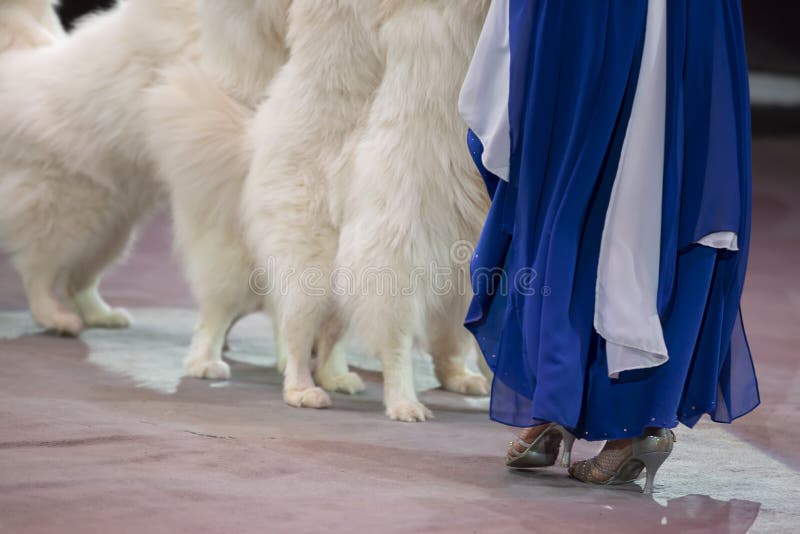 Circus training stock photo. Image of funny, closeup - 217791224