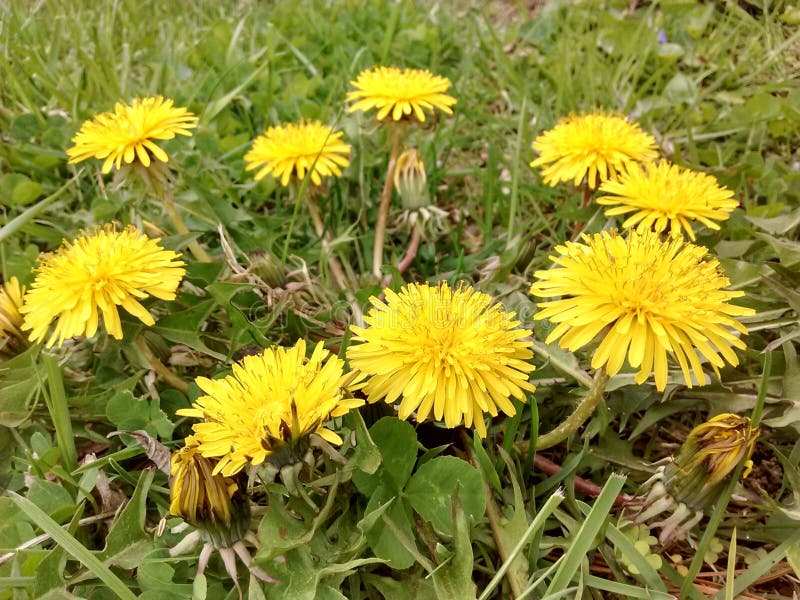 Cirkel av maskrosor arkivfoto. Bild av maskros, ogräs - 53405586