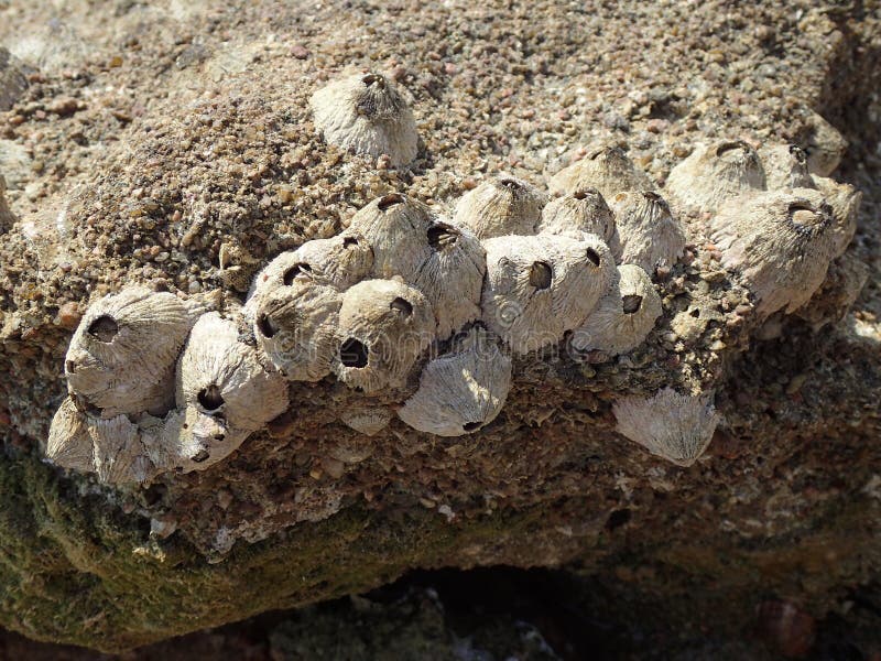 Cirripedia Water Animal from the Red Sea Stock Image - Image of outdoor ...