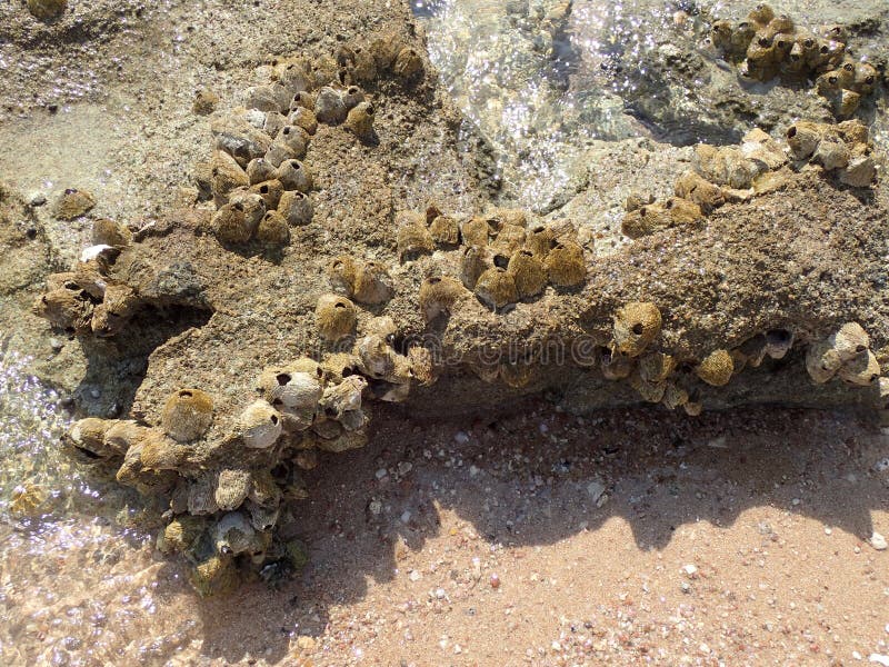 Cirripedia Water Animal from the Red Sea Stock Image - Image of black ...