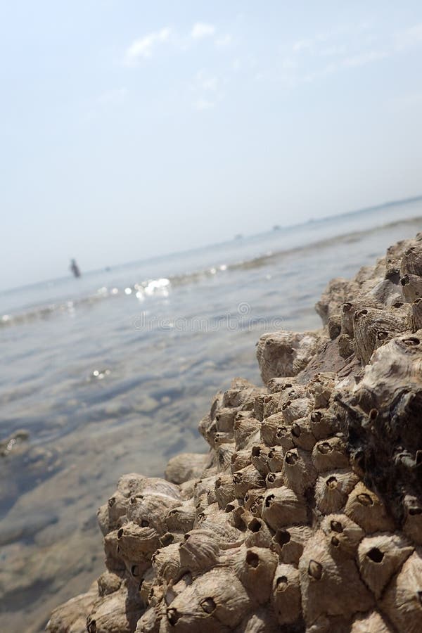 Cirripedia Water Animal from the Red Sea Stock Photo - Image of ...