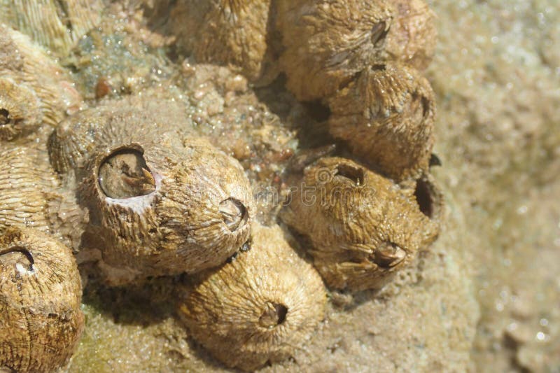 Cirripedia Water Animal from the Red Sea Stock Image - Image of brown ...