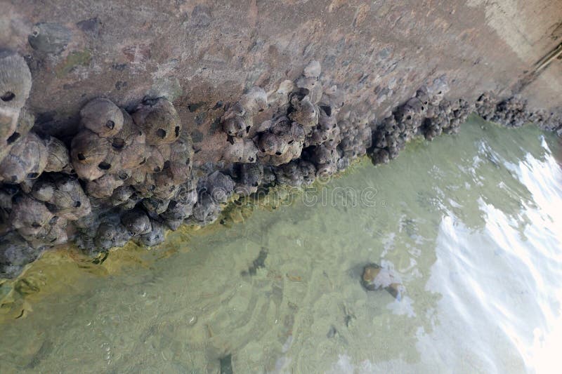 Cirripedia Water Animal from the Red Sea Stock Photo - Image of pebble ...