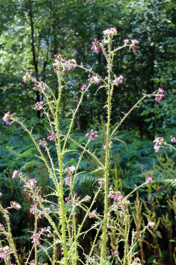 Cirsium Arvense or Creeping Thisle Stock Image - Image of purple ...