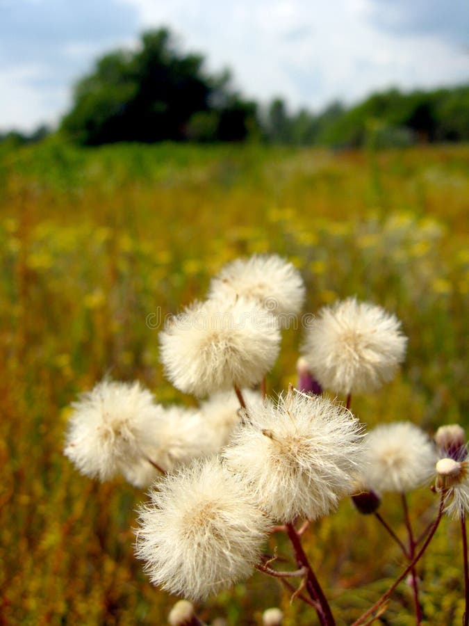 Cirsium Arvense Ripe and Fluffy Stock Photo - Image of weed, downy ...