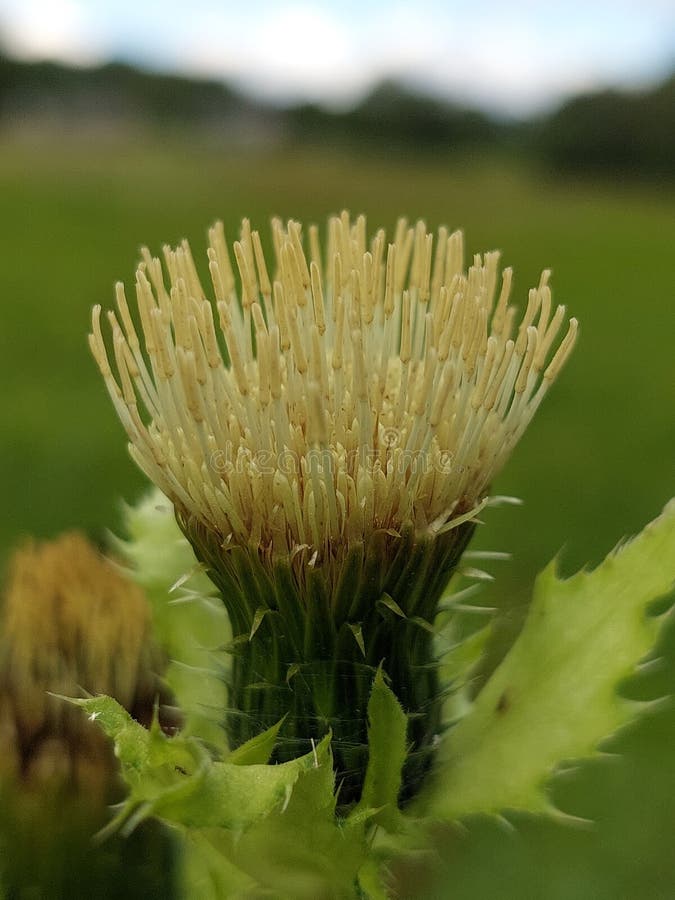 Cirsium oleraceum stock photo. Image of distaff, lithuania - 256953890