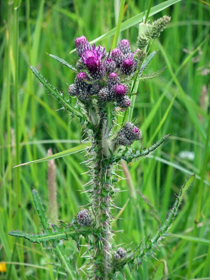 Cirsium Palustre Marsh Thistle Stock Photos - Free & Royalty-Free Stock ...