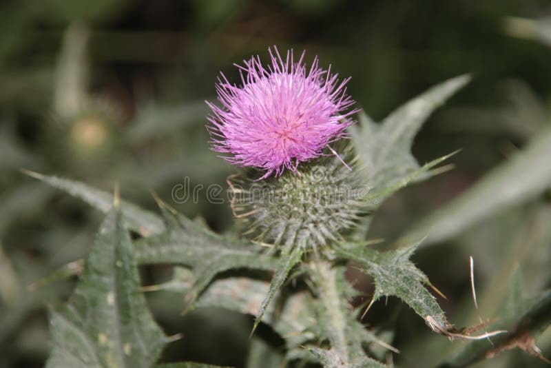 Cirsium Vulgare or the Common Thistle As Roadside Weeds Stock Photo ...