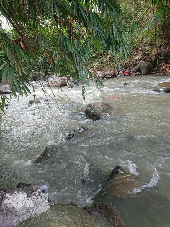 Cisadane River with Bamboo Tree Stock Photo - Image of wilderness ...