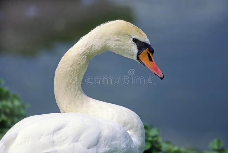 Cisne imagen de archivo. Imagen de pureza, apacible, elegancia - 2605269
