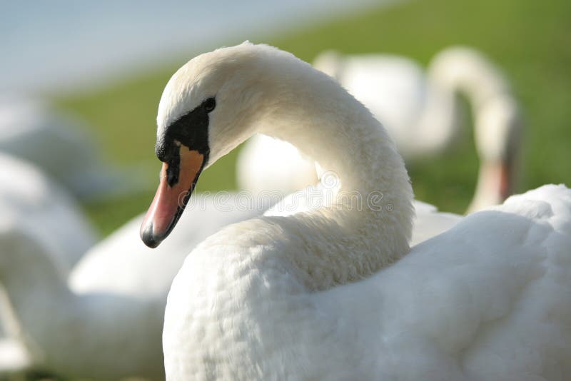 Cisne imagen de archivo. Imagen de horizonte, hermoso - 28850655