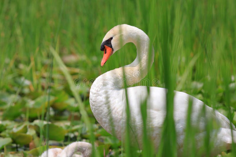 Cisne foto de archivo. Imagen de copia, elegancia, cisne - 57506888