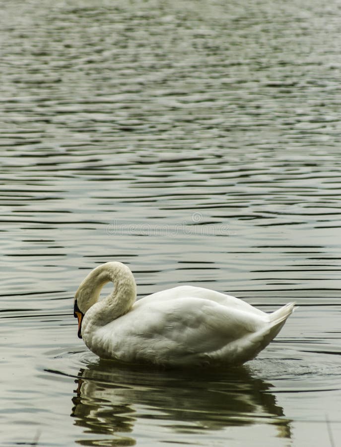Cisne foto de archivo. Imagen de elegancia, salvaje, elegante - 75531770