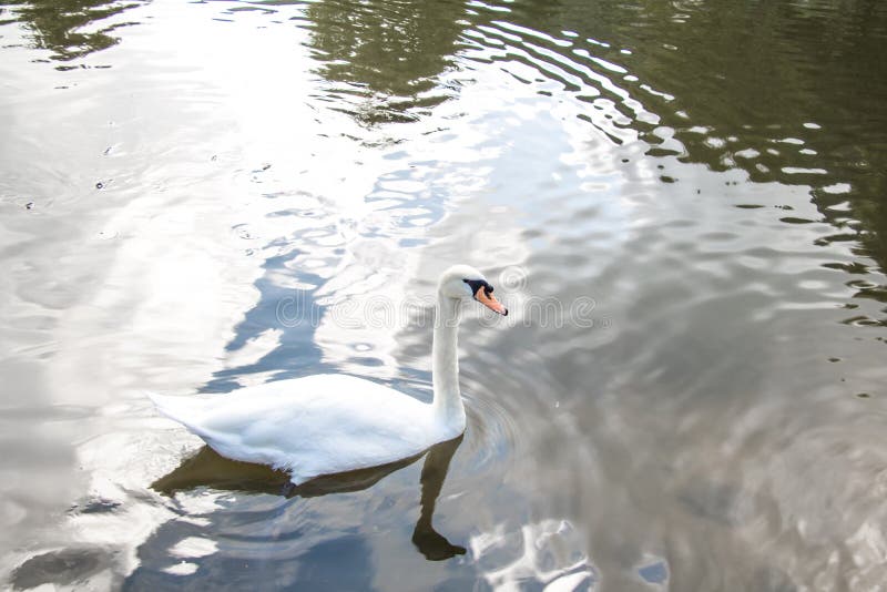 Cisne foto de archivo. Imagen de animal, cisnes, facilidad - 80114862