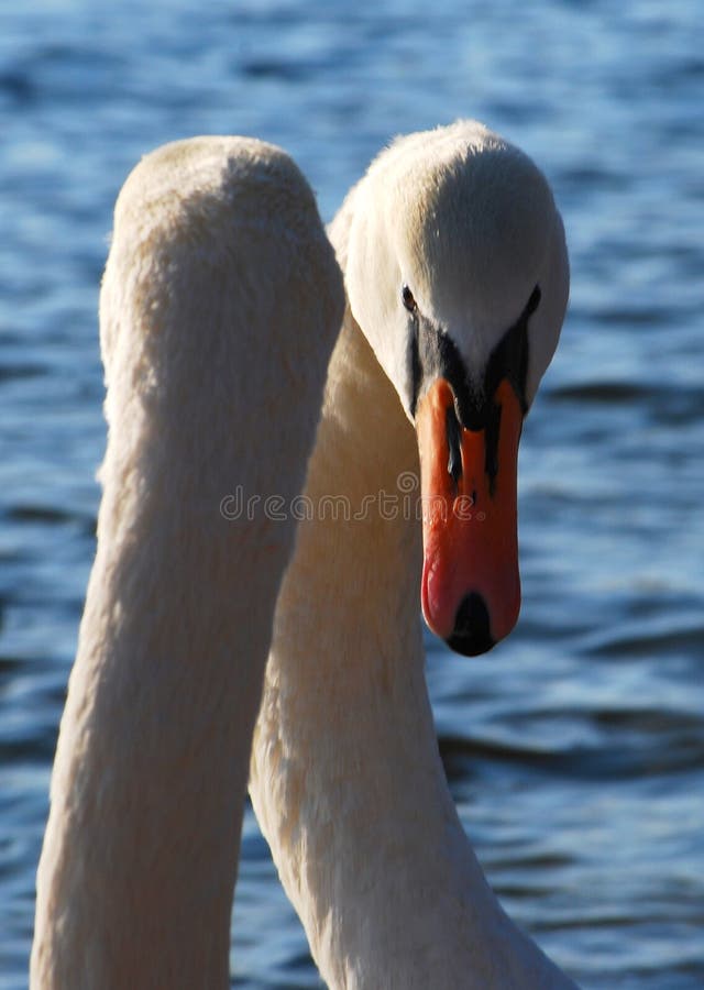 Cisne imagen de archivo. Imagen de belleza, agua, pureza - 8242055