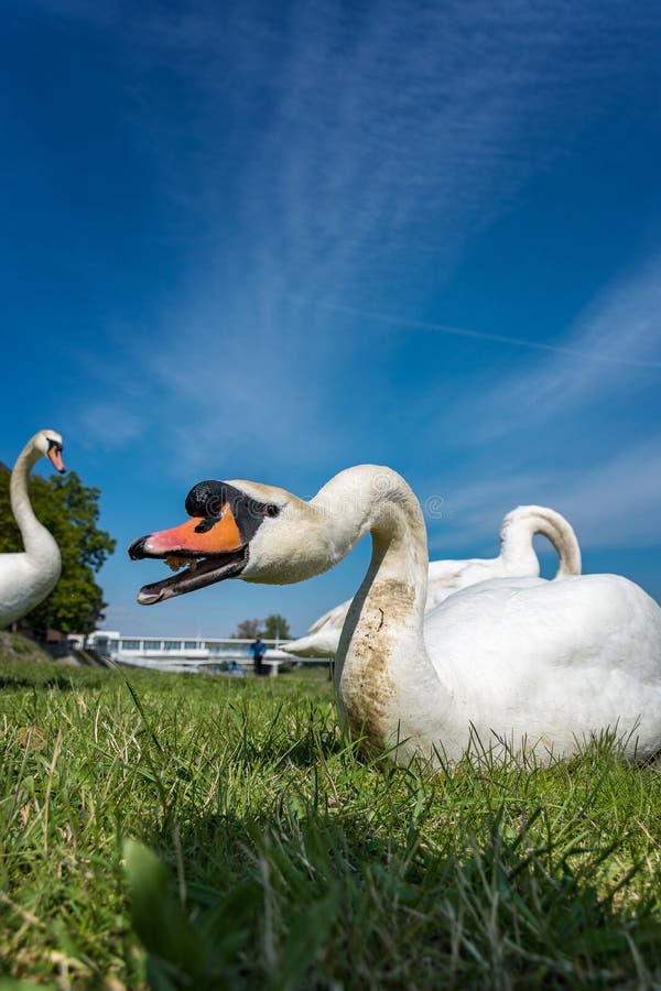 Cisne foto de archivo. Imagen de verde, cierre, hermoso - 91561824