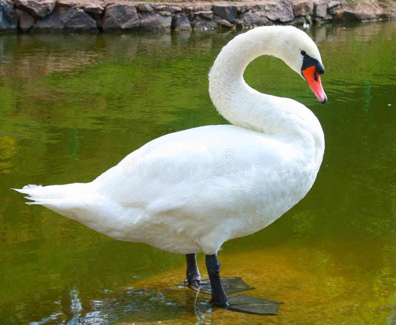 Cisne blanco foto de archivo. Imagen de cisne, pájaro - 25997160