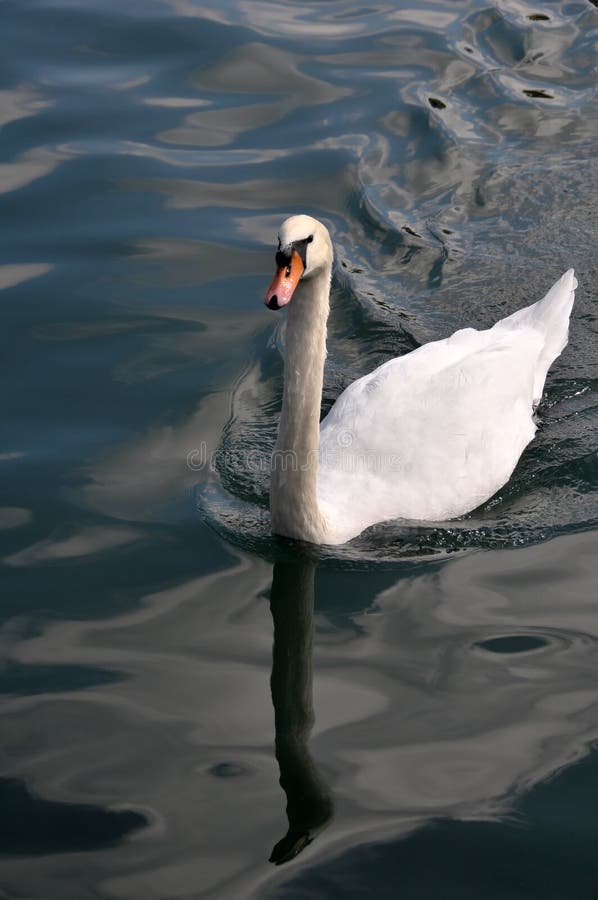 Cisne blanco foto de archivo. Imagen de lago, salvaje - 22182628