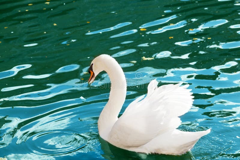 Cisne blanco foto de archivo. Imagen de blanco, tolerancia - 27236750