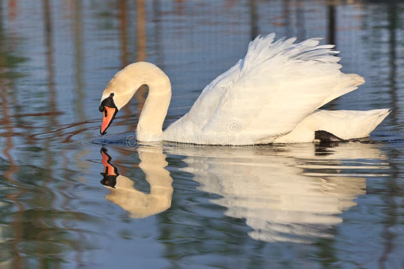 Cisne blanco foto de archivo. Imagen de cisne, waterbird - 30735764