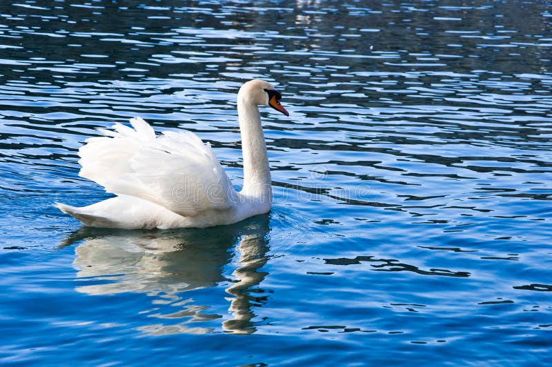 Cisne blanco en el parque foto de archivo. Imagen de horizontal - 23835578