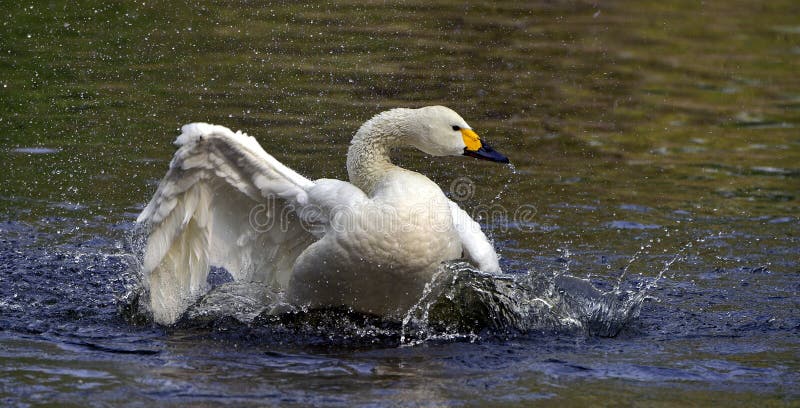 Cisne blanco foto de archivo. Imagen de cisne, blanco - 70417780