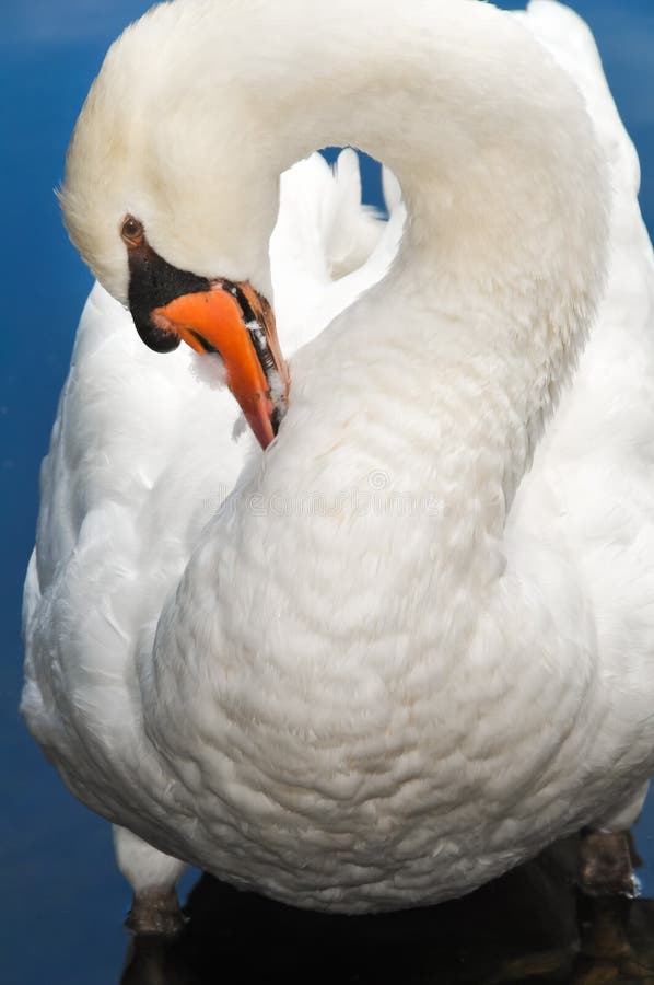 Cisne blanco imagen de archivo. Imagen de pico, animales - 84122605