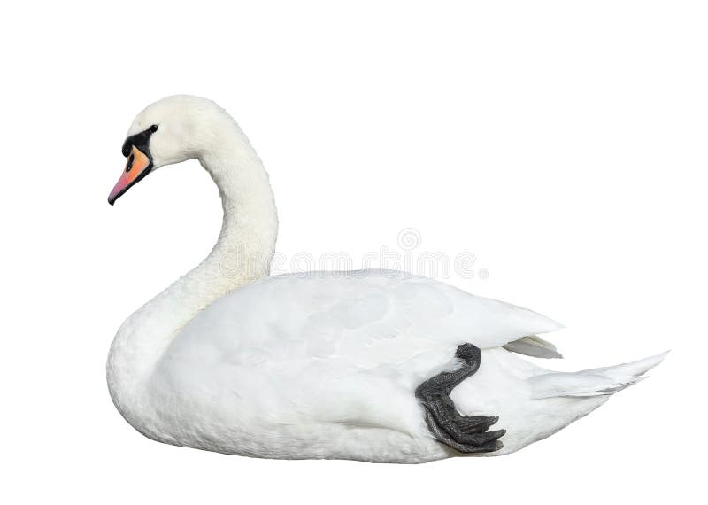 Cisne Blanco Aislado En El Fondo Blanco Foto de archivo - Imagen de ...