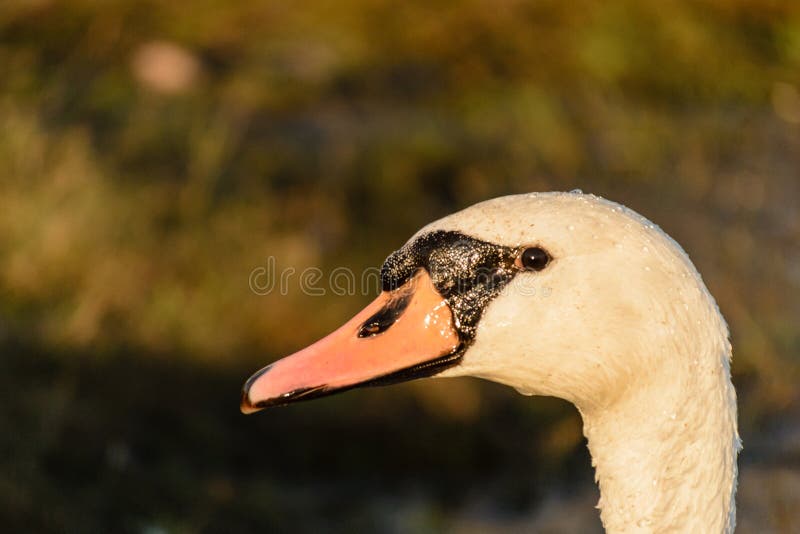Cisne blanco foto de archivo. Imagen de agraciado, animal - 220172666