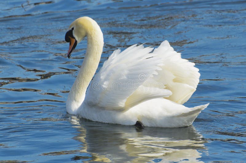 Cisne blanco en el agua foto de archivo. Imagen de brillante - 67008900