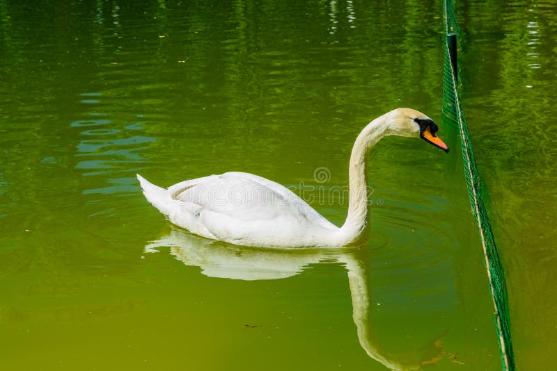Cisne Blanco En El Estanque En El Parque De La Ciudad Foto de archivo ...