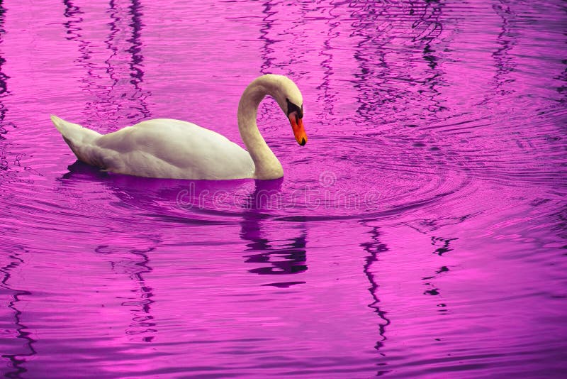 Cisne Blanco En Fondo Rosado Foto de archivo - Imagen de entonado ...