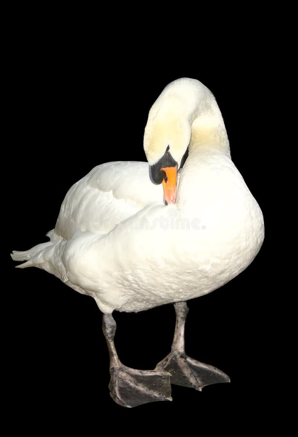Cisne blanco preening imagen de archivo. Imagen de detalles - 5321139
