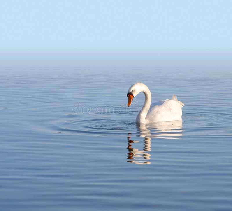 Un Cisne Solo En Un Prado Amarillo De La Flor En Finlandia Foto de ...