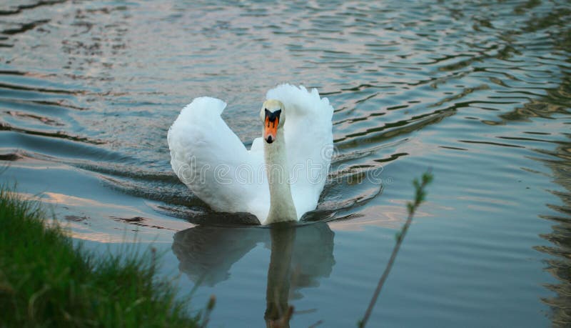 Cisne Branca Com Asas Espalhadas Foto de Stock - Imagem de raro, branco ...