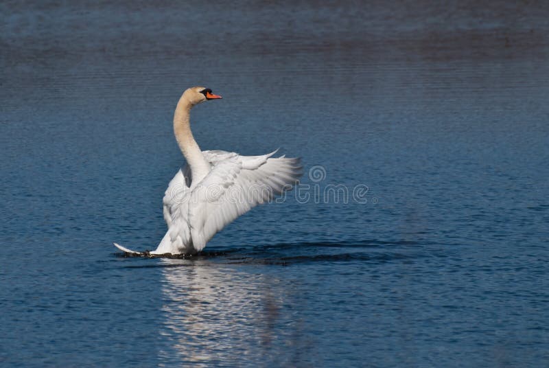 Cisne Branca Com Asas Outstretched Foto de Stock - Imagem de selvagem ...