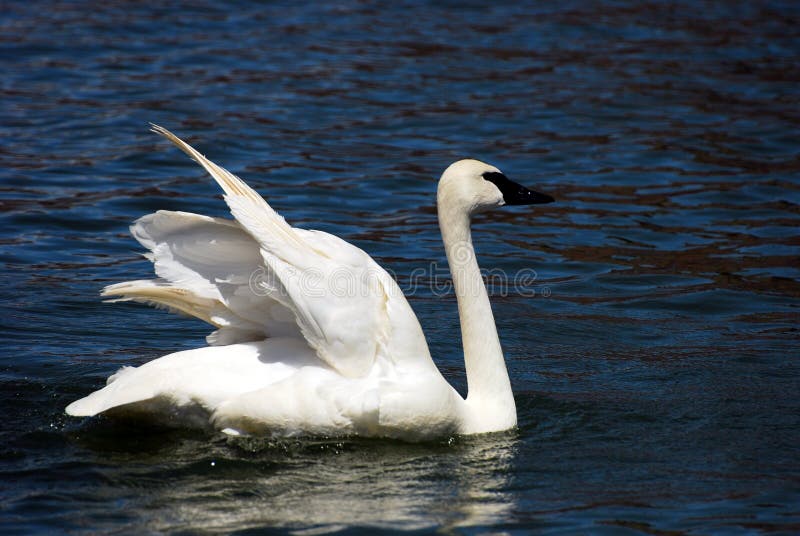 Cisne Da Trompetista Que Estica As Asas Foto de Stock - Imagem de ...