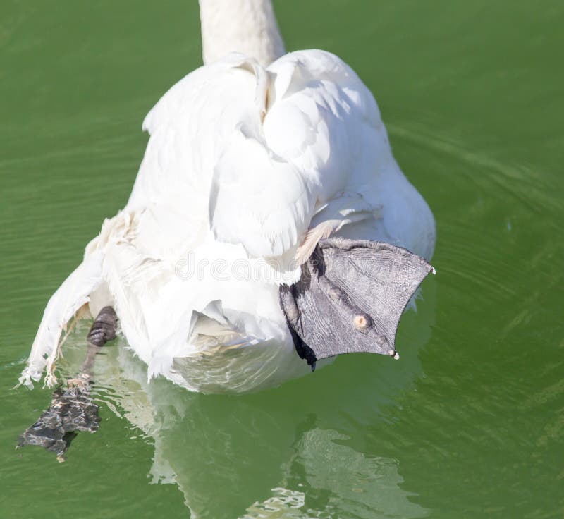 Cisne De La Pata En El Agua Imagen de archivo - Imagen de azul, hermoso ...