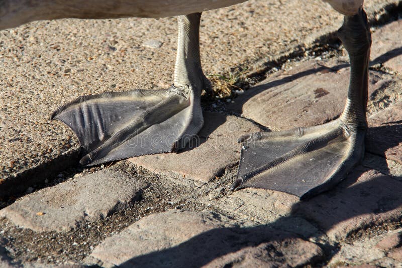 Cisne de las piernas foto de archivo. Imagen de blanco - 78369206