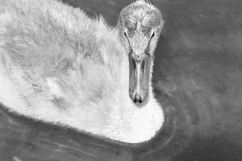 Cisne bebé imagen de archivo. Imagen de agraciado, hermoso - 10237869