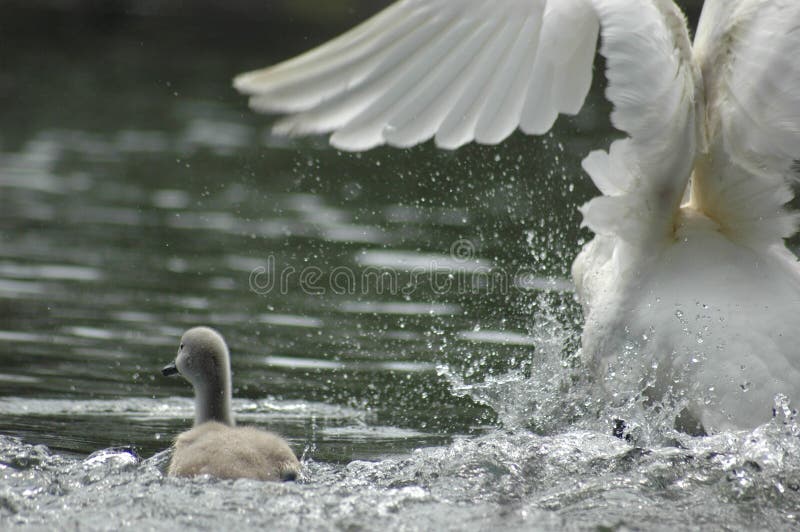 Bebé del cisne imagen de archivo. Imagen de nadada, mullido - 14911293