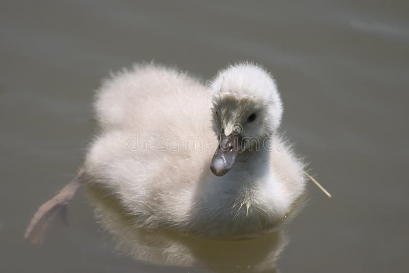 Bebé del cisne imagen de archivo. Imagen de nadada, mullido - 14911293