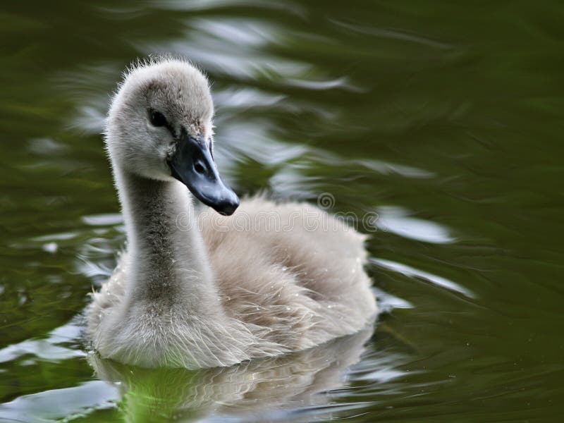 Cisne del bebé en el agua imagen de archivo. Imagen de lago - 26510477