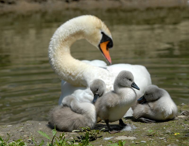 Cisne do bebê imagem de stock. Imagem de penas, selvagem - 17051779