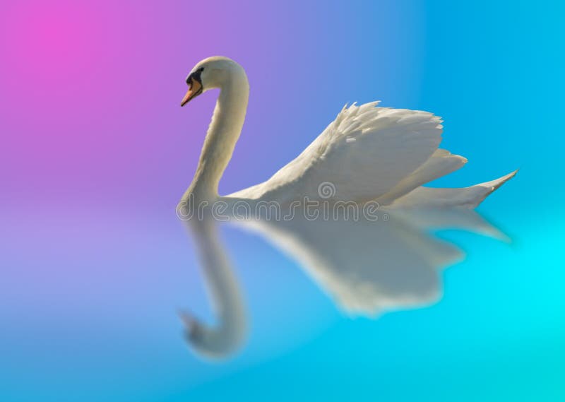 Cisne En Colores Brillantes Foto de archivo - Imagen de nadada, cubo ...